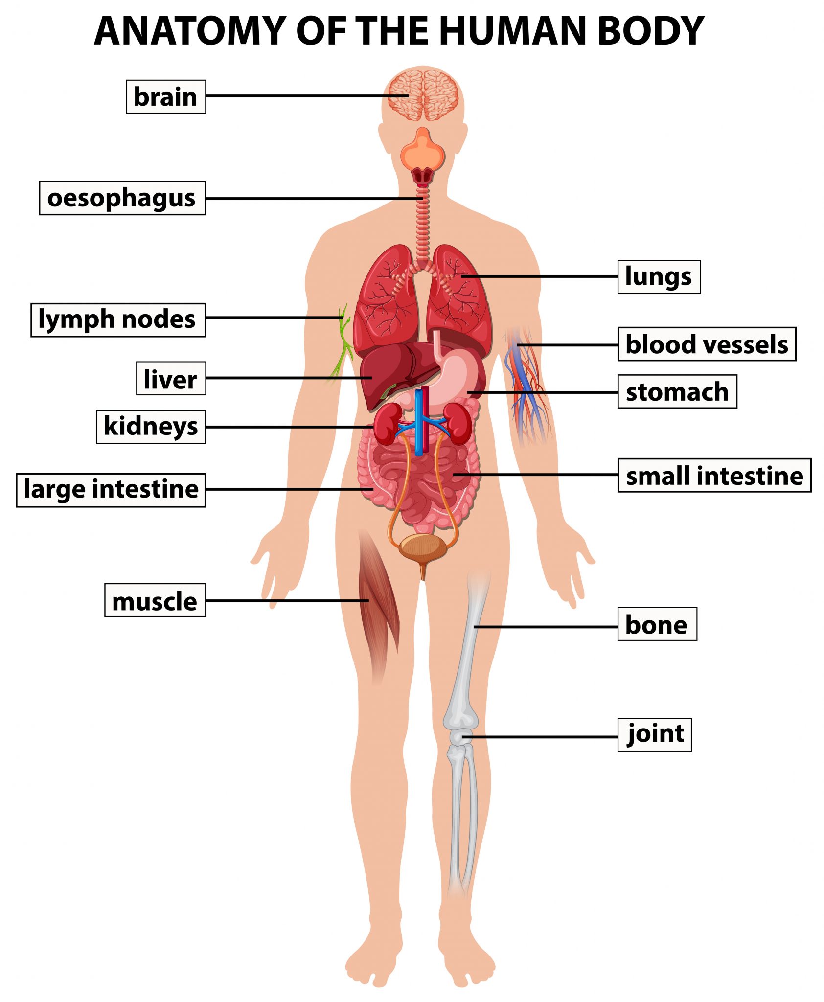 Anatomy Physiology